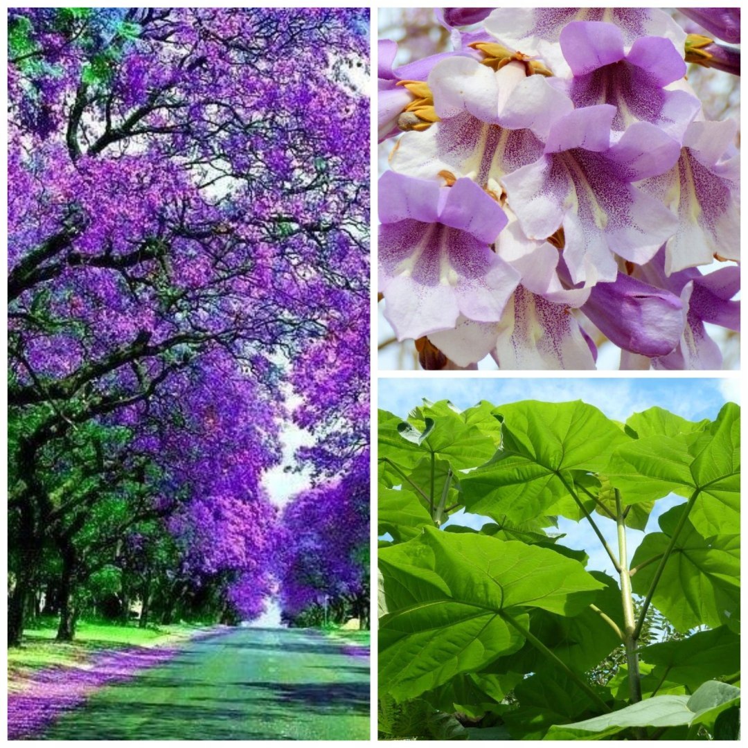 Paulownia Tlenowe Drzewko doniczka 0,5L